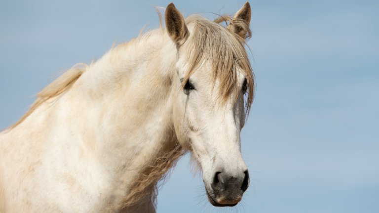Hest til EØS-land | Mattilsynet